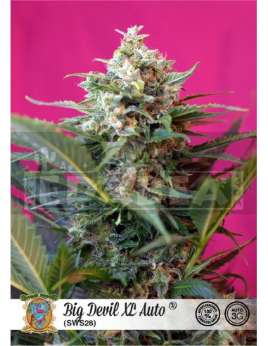 Big Devil XL Auto