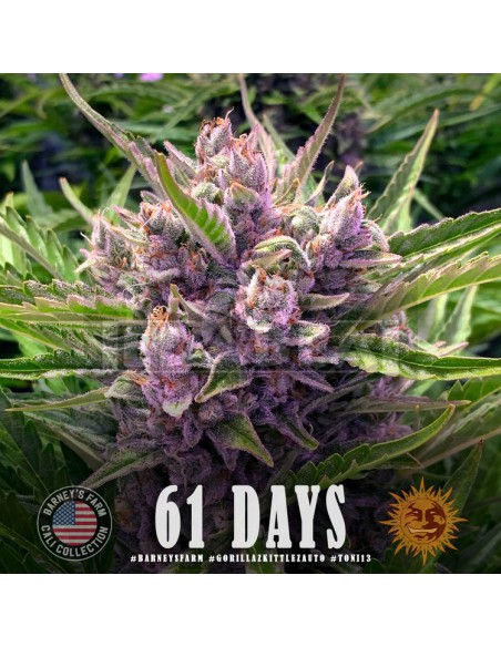 Gorilla Zkittlez : Edabea